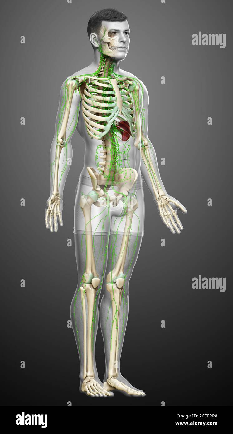 3d rendered medically accurate illustration of a male lymphatic system ...