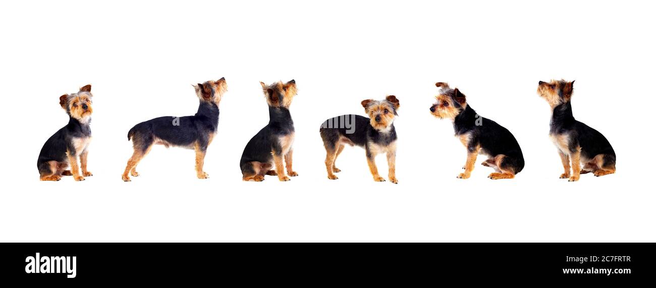 Six little dogs a over white background Stock Photo - Alamy