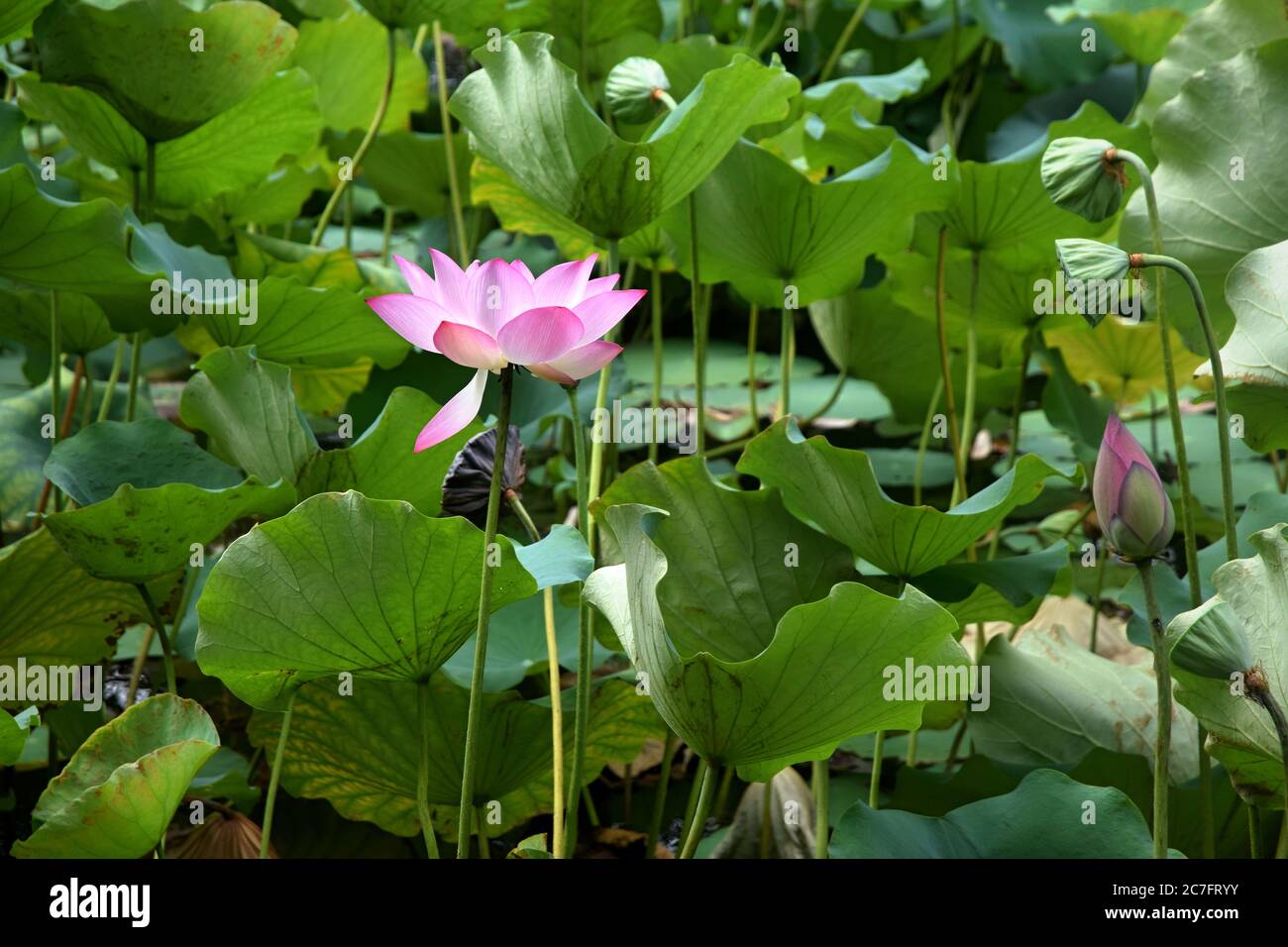 Lotus flower - symbol of divine beauty and purity. Small lake covered ...