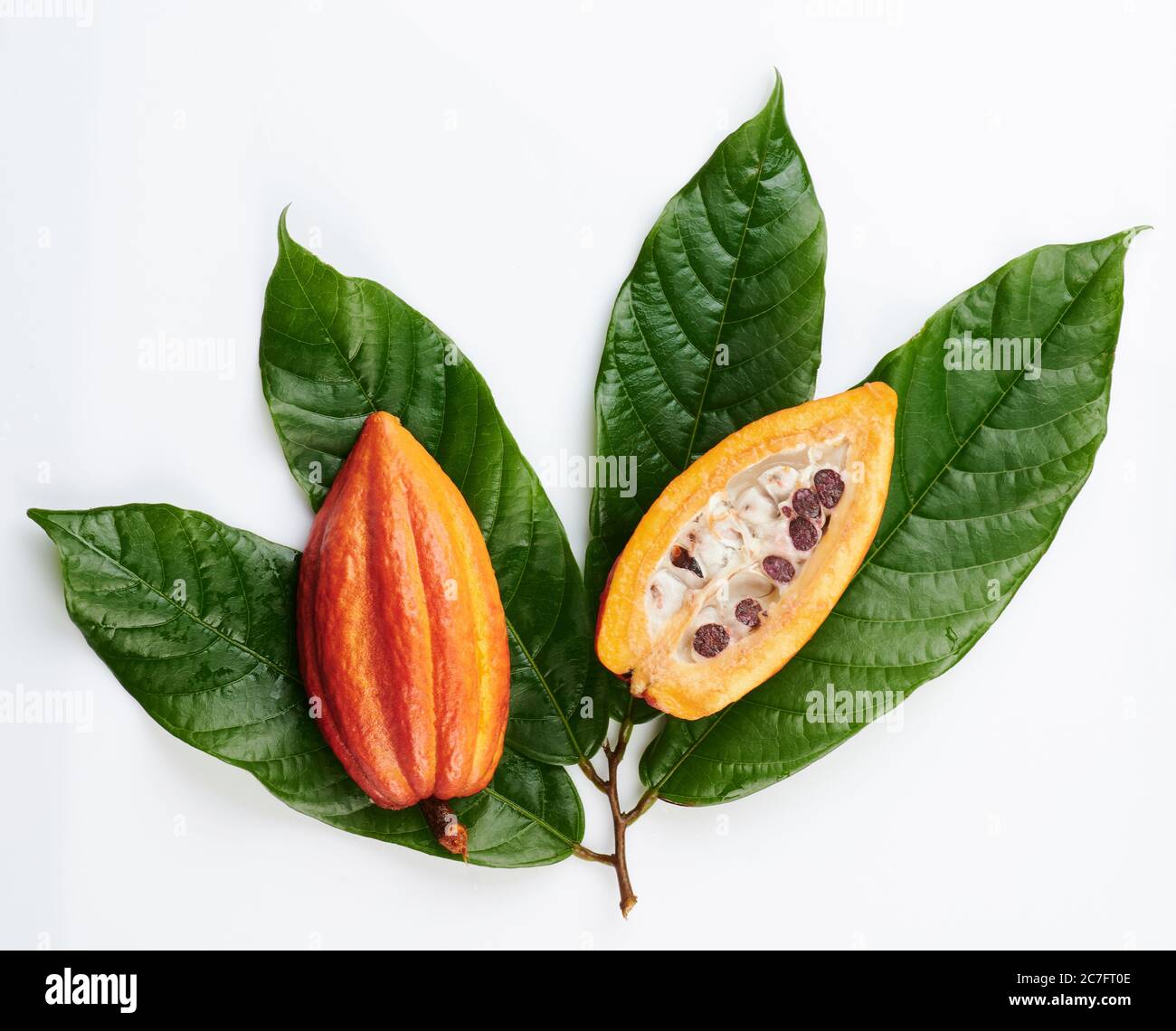 Theobroma cacao open pod hi-res stock photography and images - Alamy