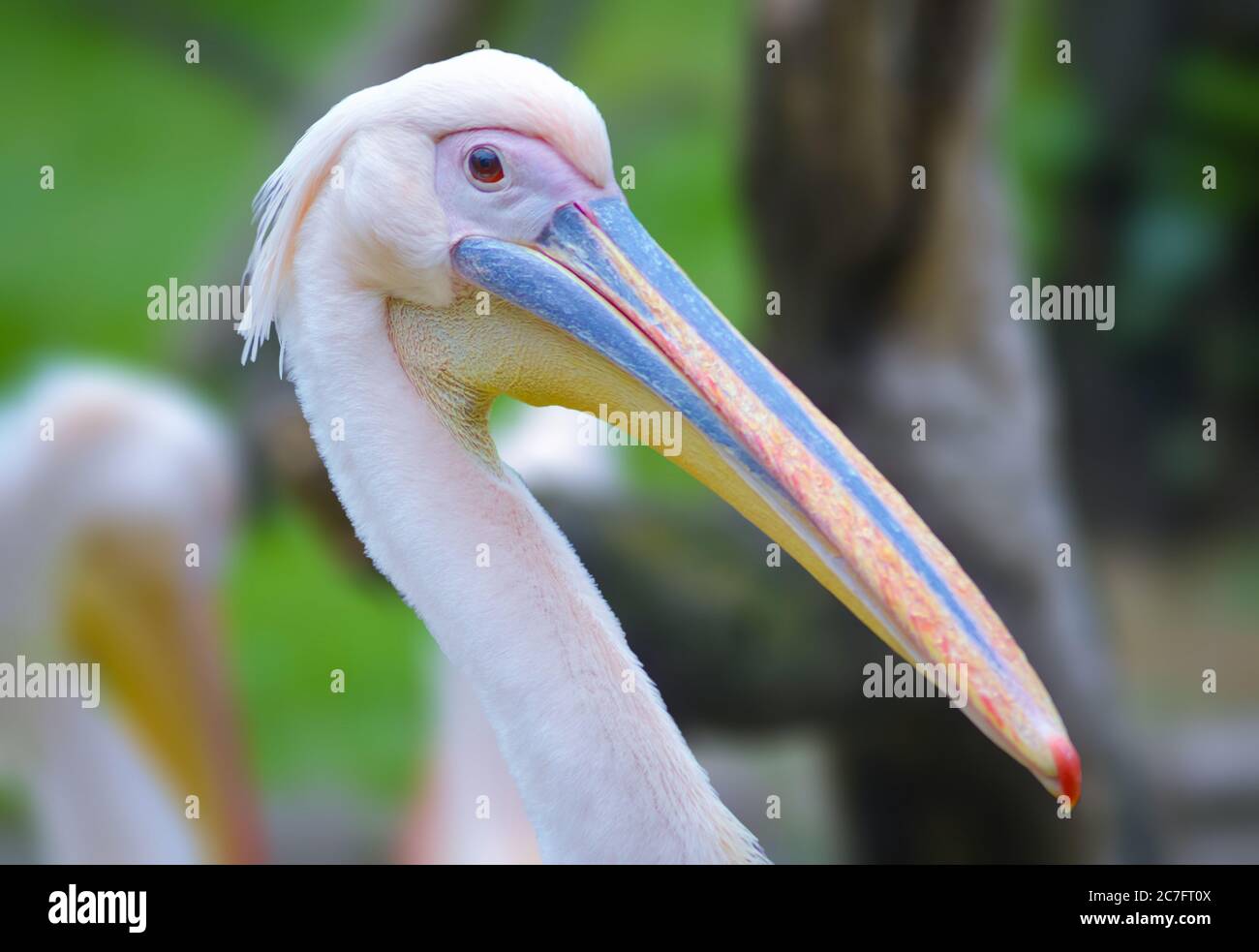 Waterbird species hi-res stock photography and images - Alamy
