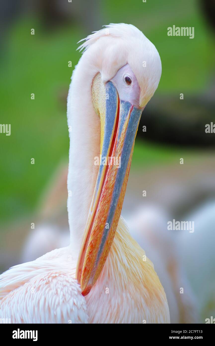 Long beak and a large throat pouch hi-res stock photography and images ...