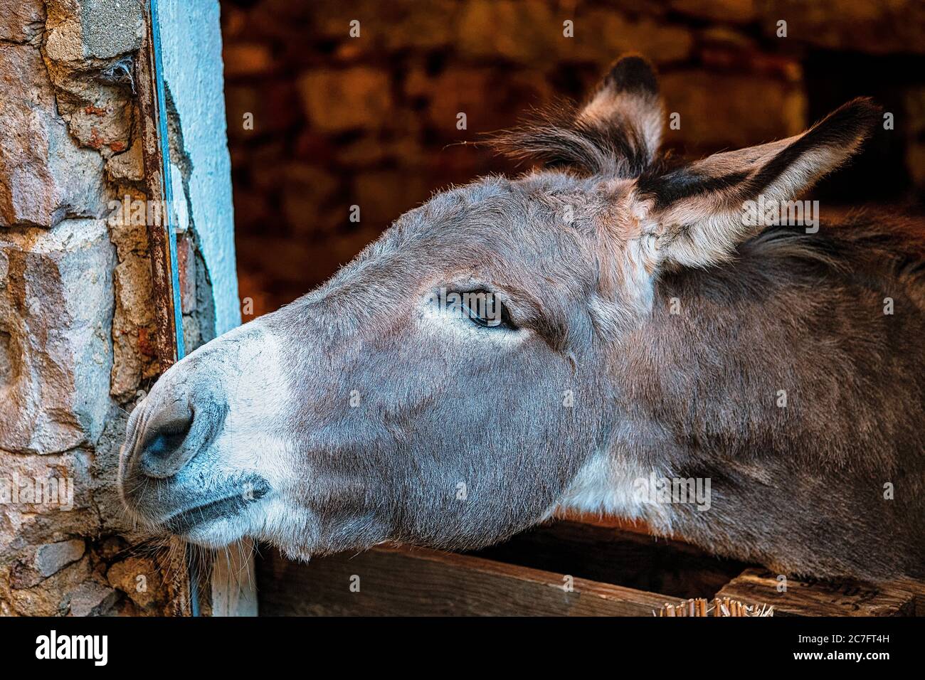 A gray donkey looks out the window of his stable, waiting for the ...