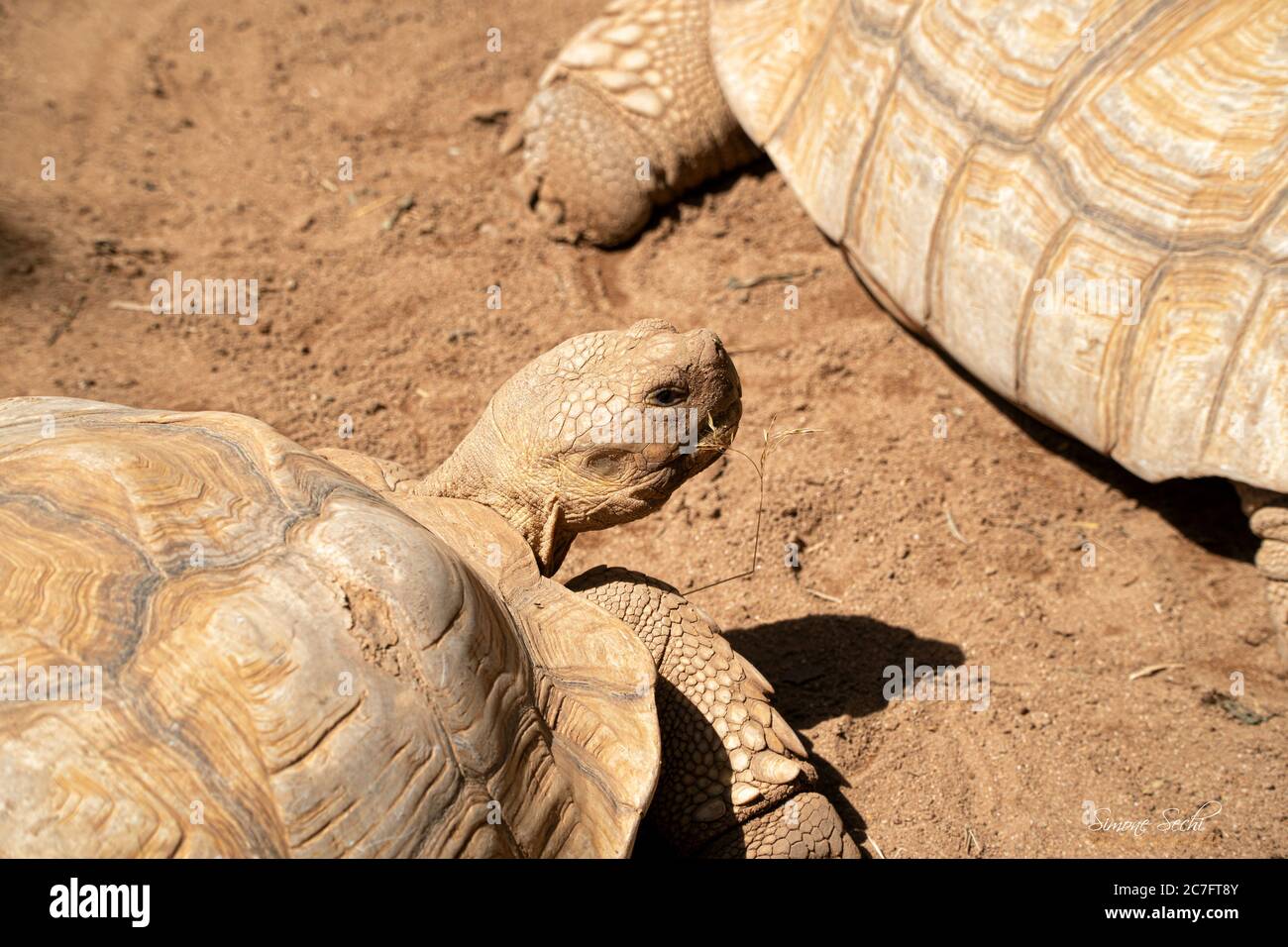 A very Giant Turtle in Tenerife Zoo Stock Photo - Alamy