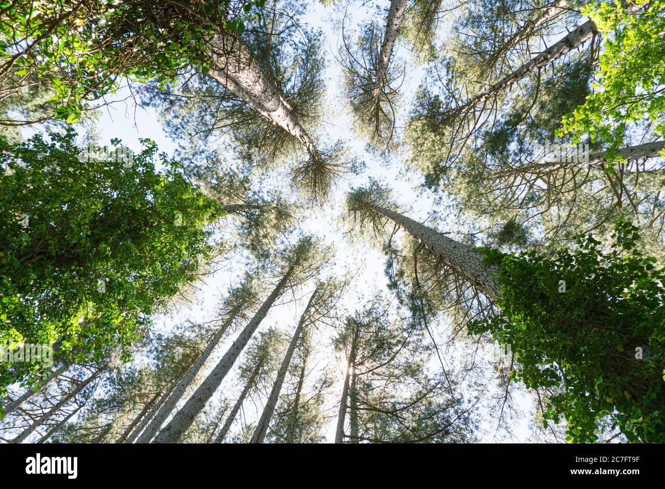 Forest of tall shrubs facing the sky. Centenary trees that grow over ...