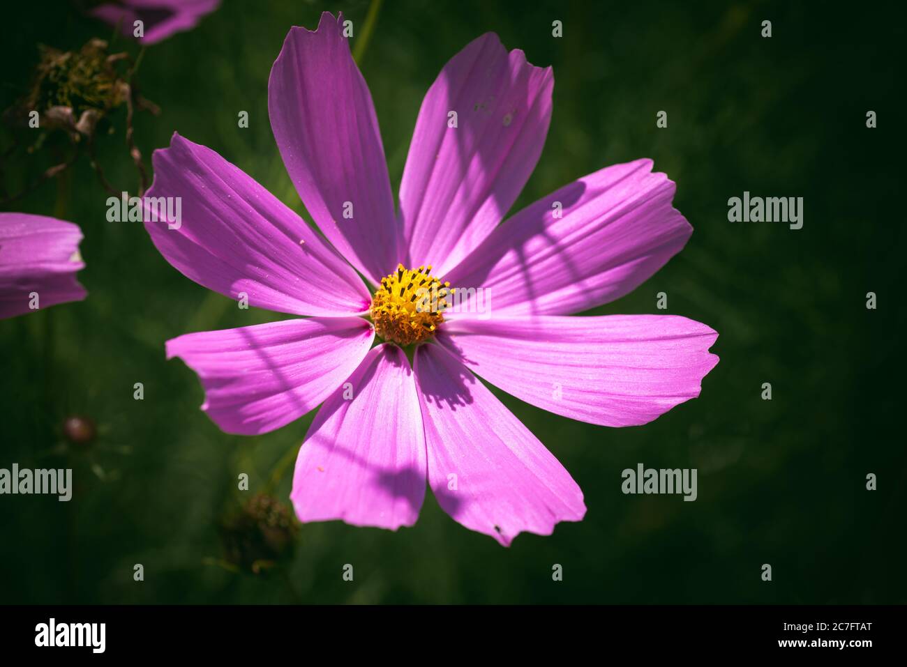 Beautiful cosmos flower sunrise hi-res stock photography and images - Alamy