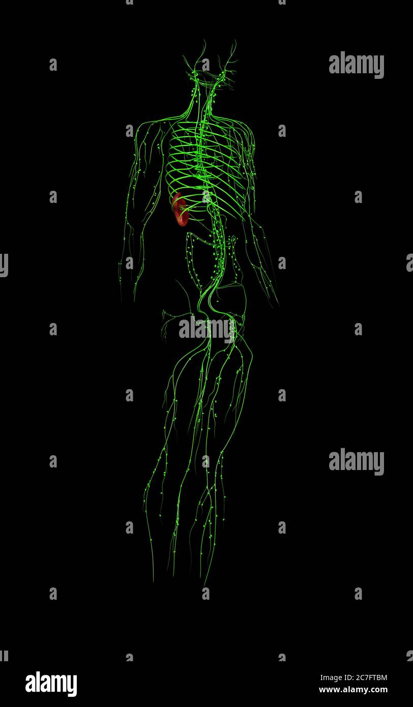 Lymphatic system of the upper body hi-res stock photography and images ...