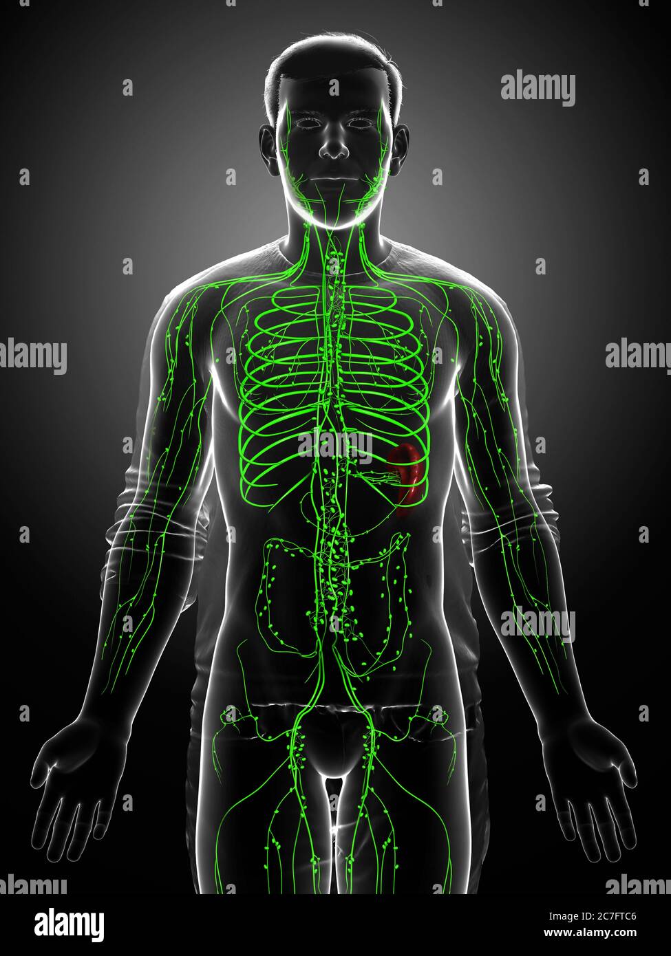 3d rendered medically accurate illustration of a male lymphatic system ...