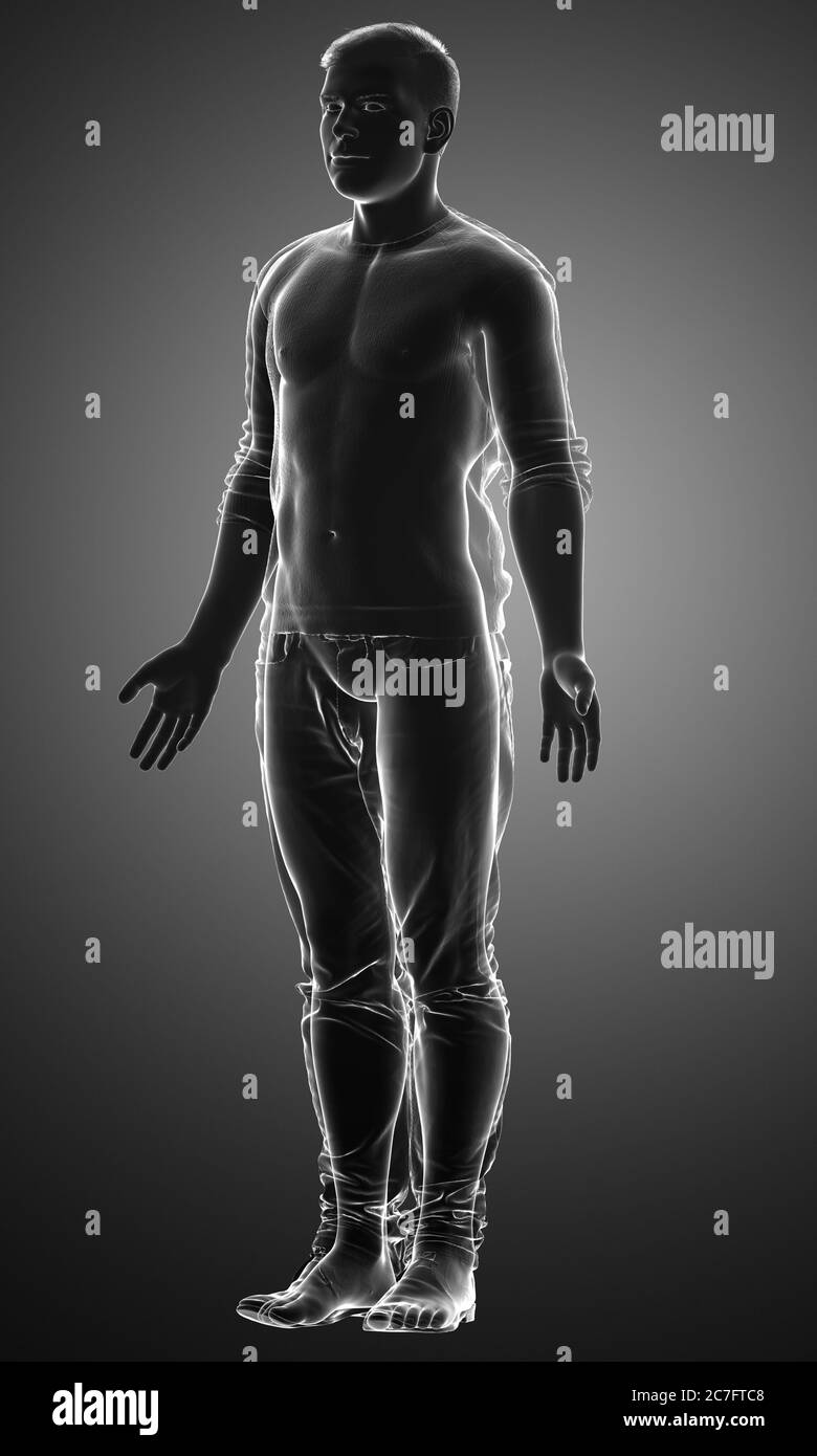 3d rendered illustration of the male body Stock Photo - Alamy