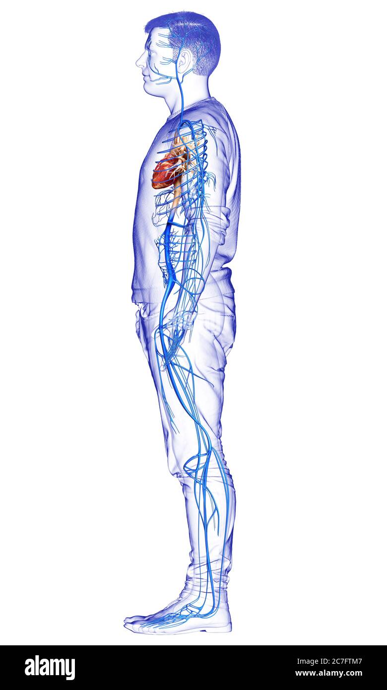 3d rendered medically accurate illustration of a male Veins anatomy ...
