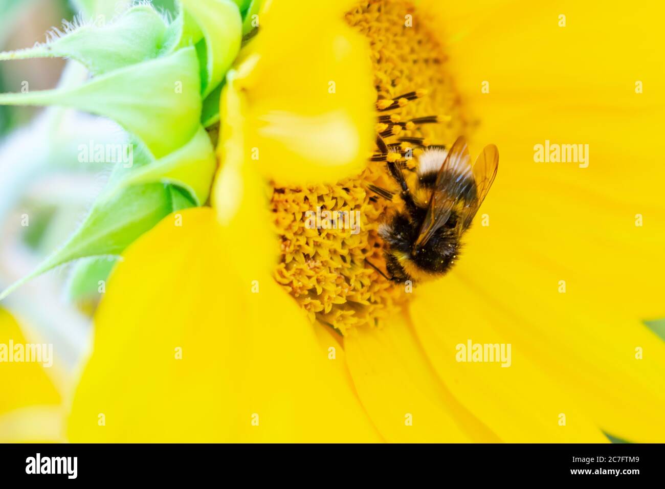 Closeup of a bee in a yellow flower under sunlight - a nice picture for ...