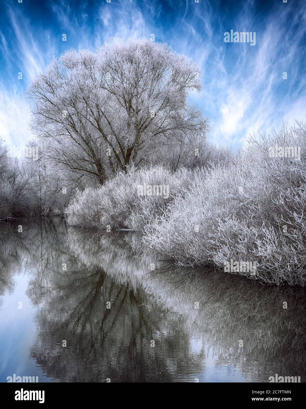 Beautiful Winter landscape scene background with snow covered trees and ...