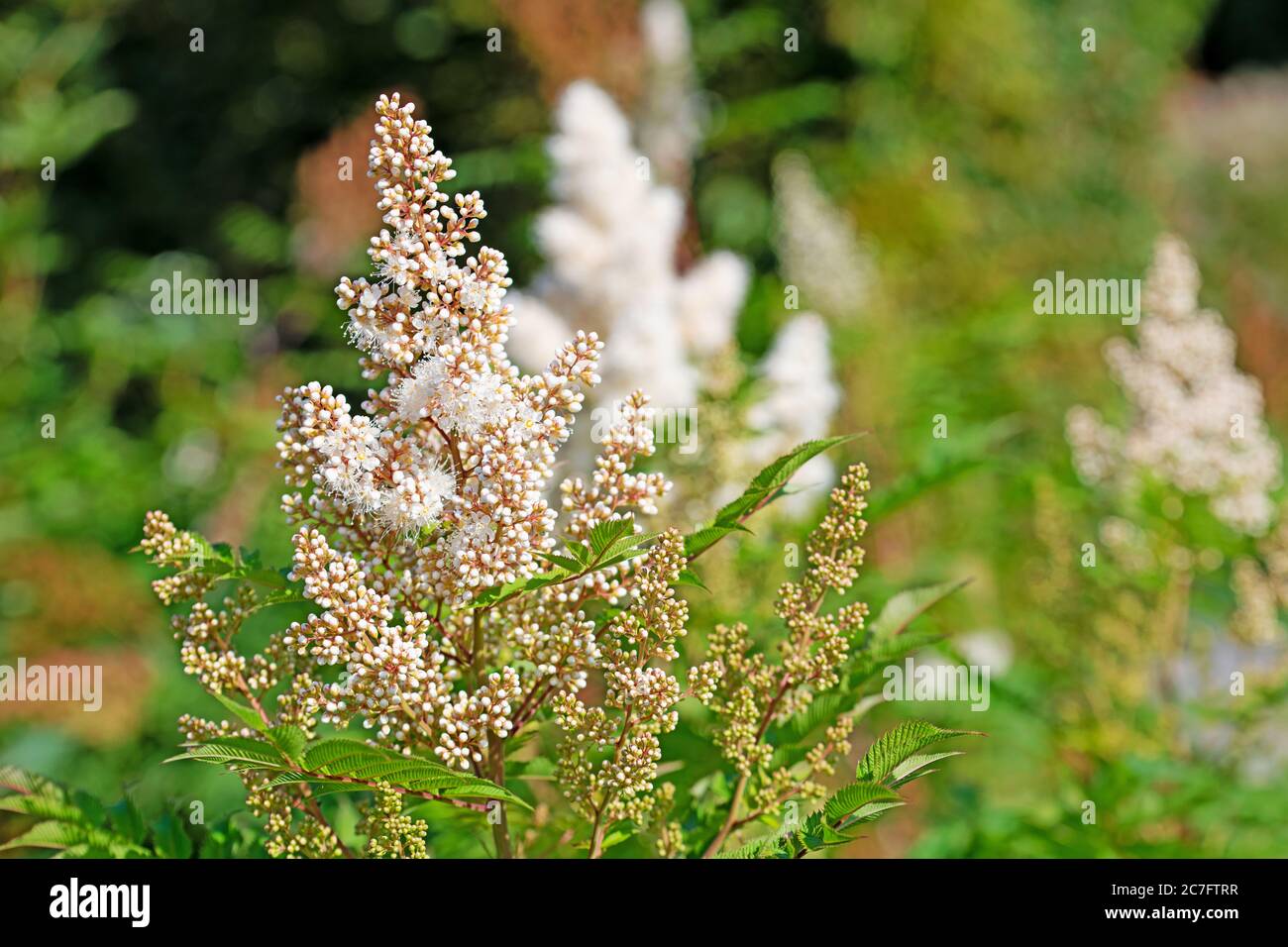White astilbe flowers flowering hi-res stock photography and images - Alamy