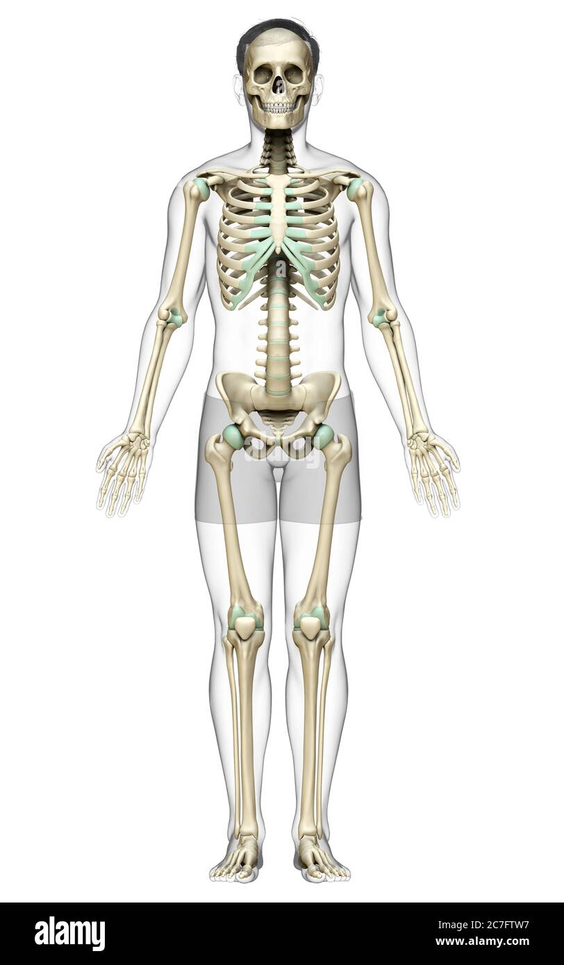 3d rendered, medically accurate illustration of a male skeleton system ...