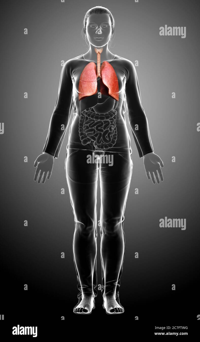 3d rendered, medically accurate illustration of a female lung anatomy ...