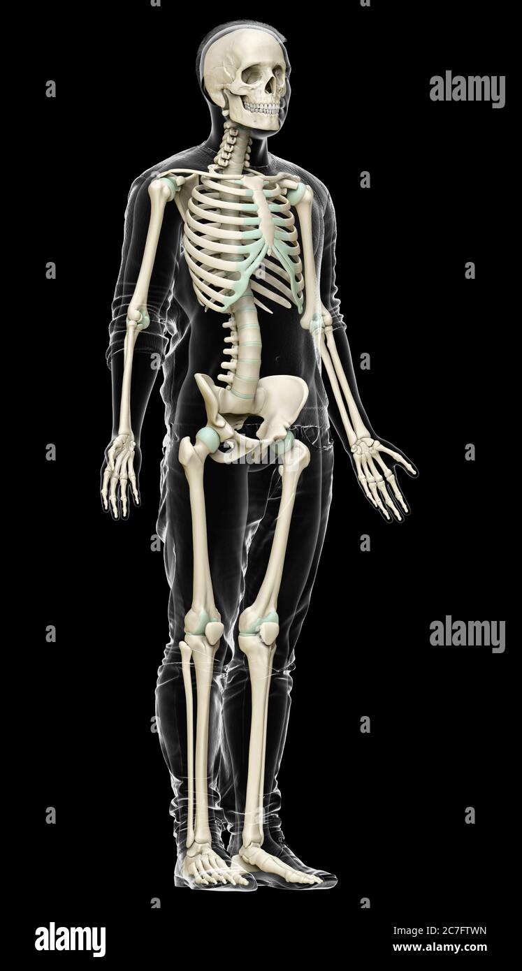 3d rendered, medically accurate illustration of a male skeleton system ...