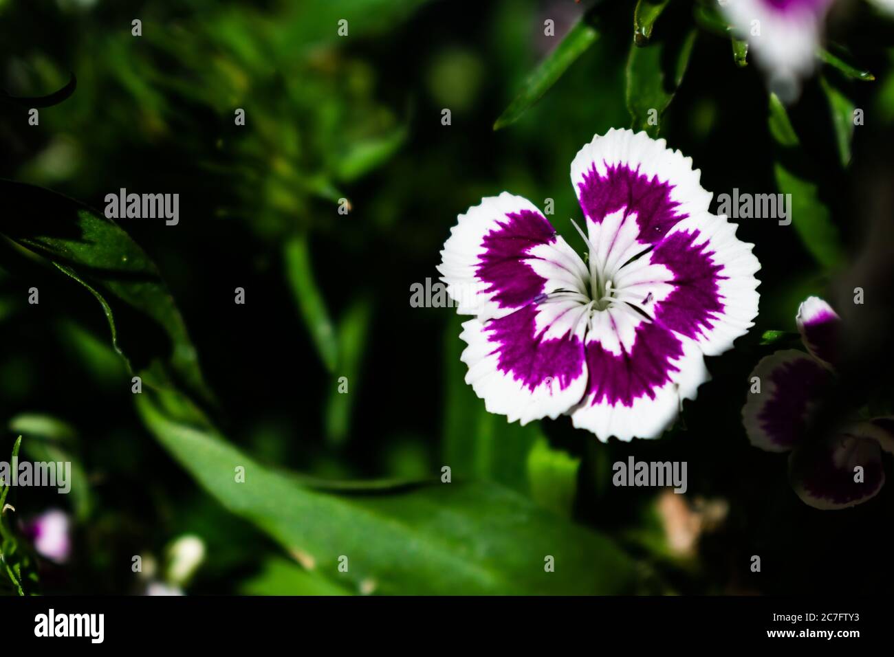 Dianthus barbatus in a garden surrounded by greenery and flowers under ...