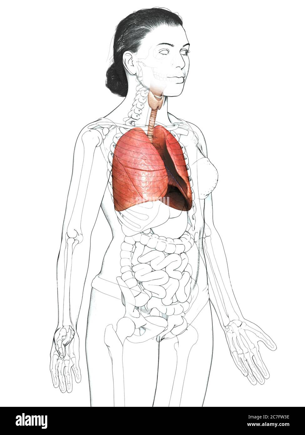 3d rendered, medically accurate illustration of a female lung anatomy ...