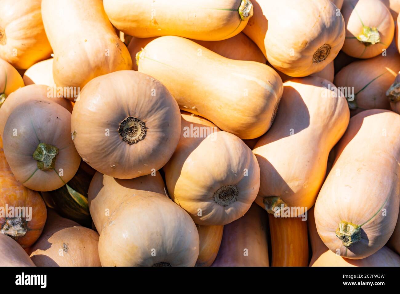 Lot of pumpkins of different shapes and sizes in a market Stock Photo ...