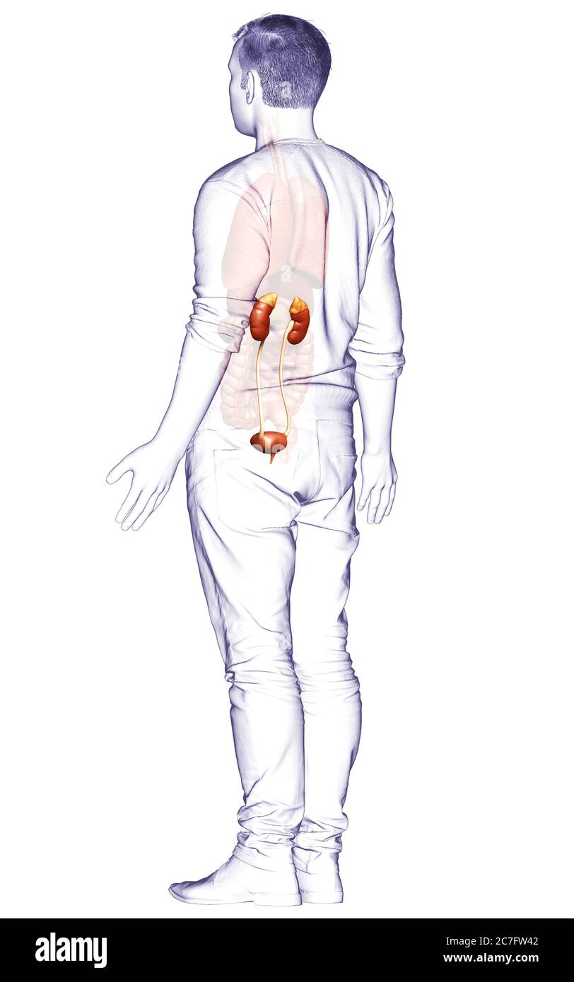 3d rendered, medically accurate illustration of the kidneys Stock Photo ...
