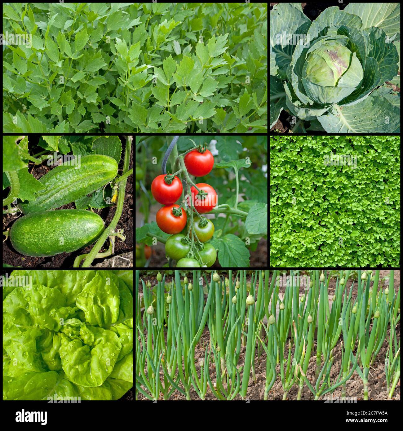Different types of vegetables in the garden in a collage Stock Photo ...