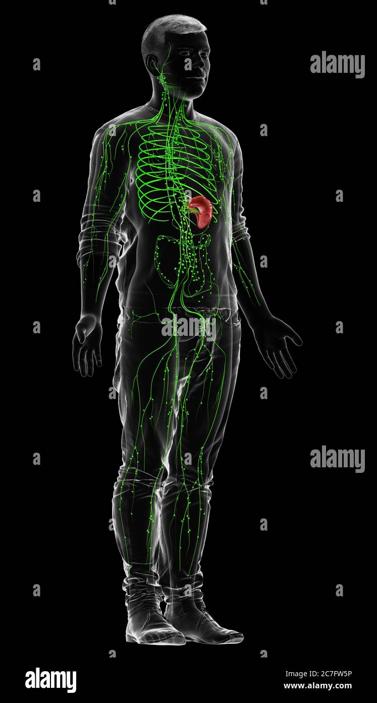 3d rendered medically accurate illustration of a male lymphatic system ...