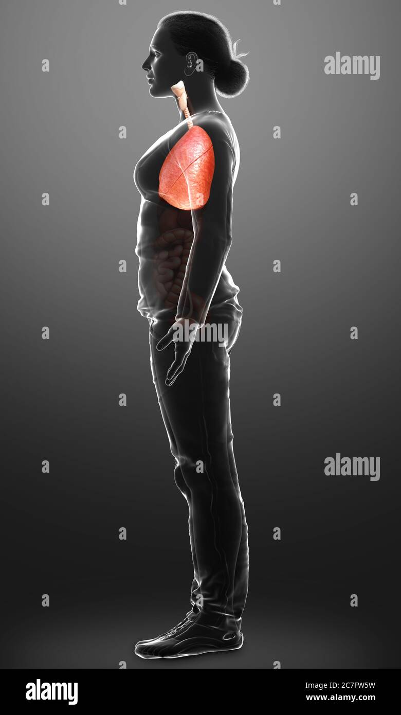 3d rendered, medically accurate illustration of a female lung anatomy ...