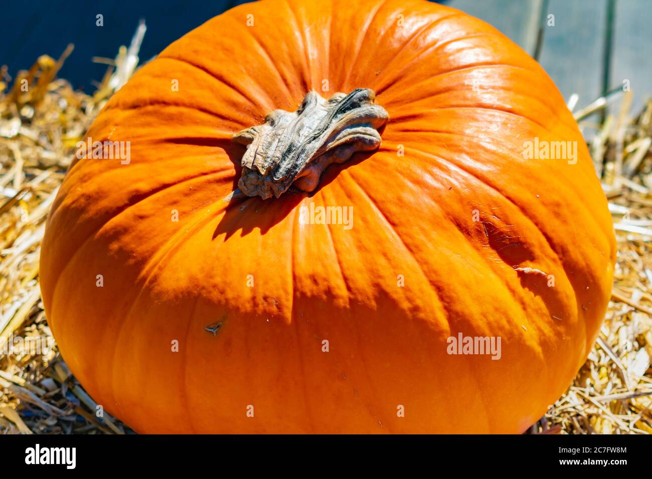 Huge pumpkin in a market during daytime Stock Photo - Alamy