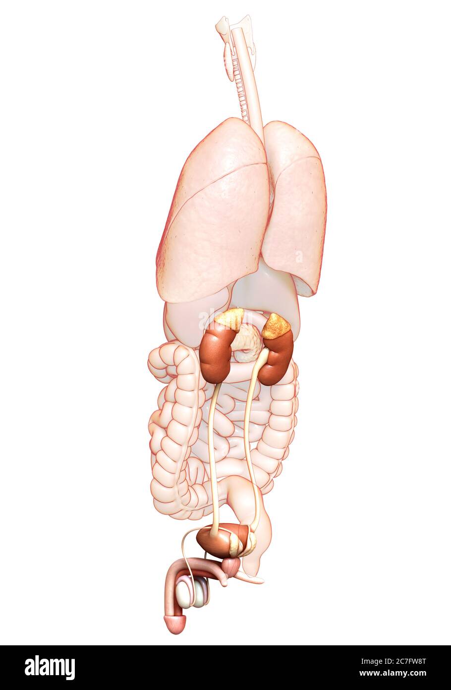 3d rendered, medically accurate illustration of the kidneys and urinary ...