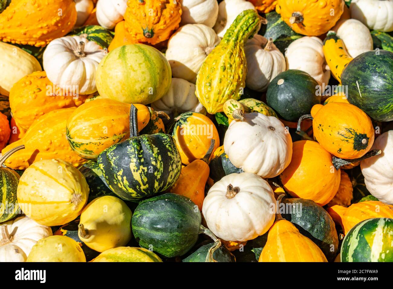 Lot of pumpkins of different shapes and sizes in a market Stock Photo ...