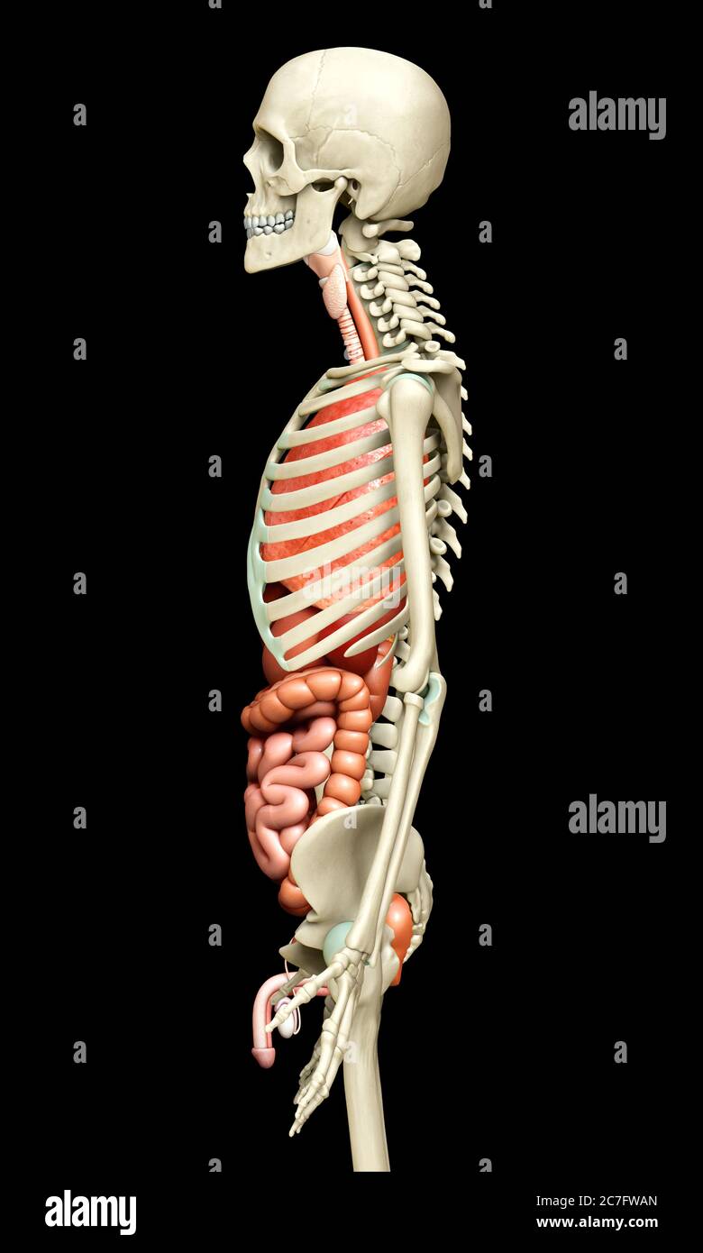3d rendered medically accurate illustration of Internal organs and ...