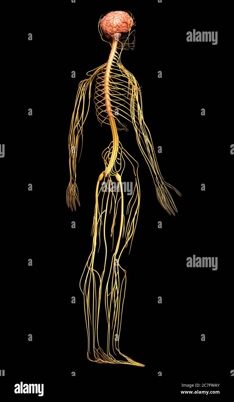 3d rendered medically accurate illustration of the nervous system Stock ...