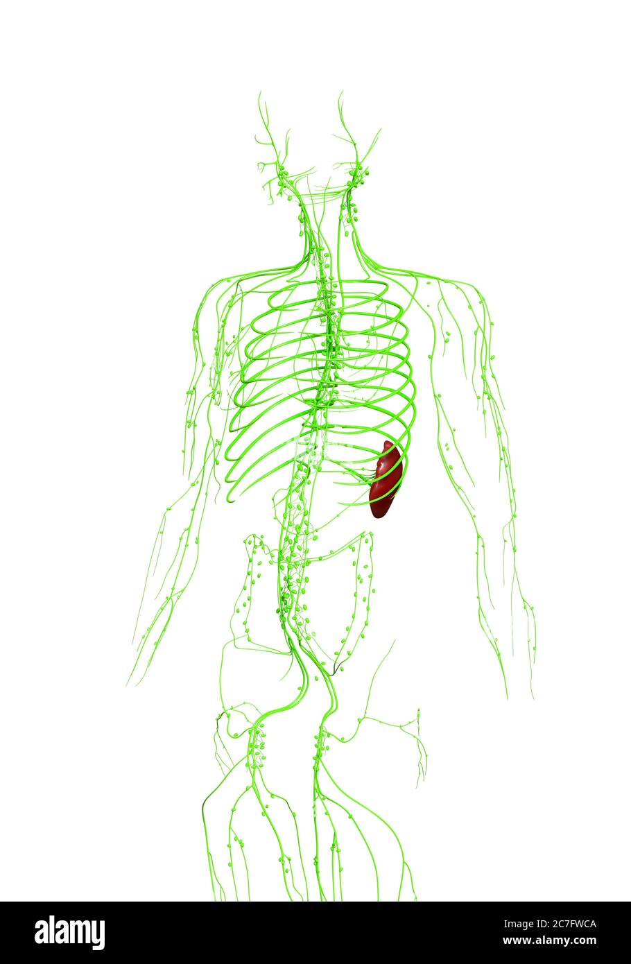 3d rendered medically accurate illustration of the lymphatic system ...