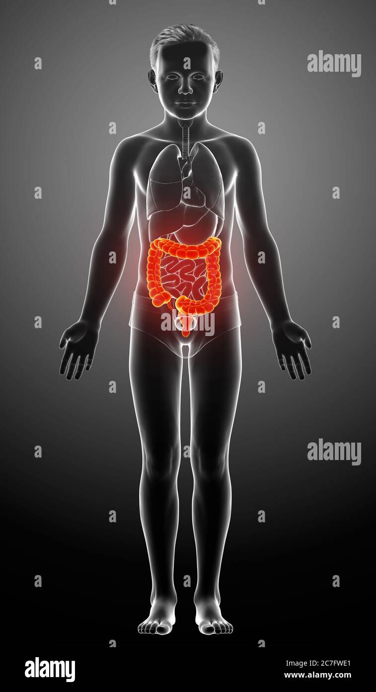 3d rendered, medically accurate illustration of boy large intestine ...