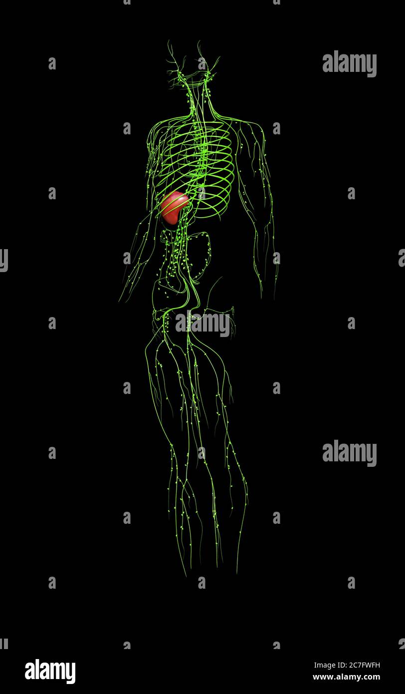 Lymphatic system of the upper body hi-res stock photography and images ...