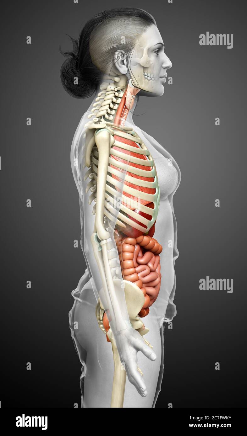 3d rendered medically accurate illustration of female Internal organs ...