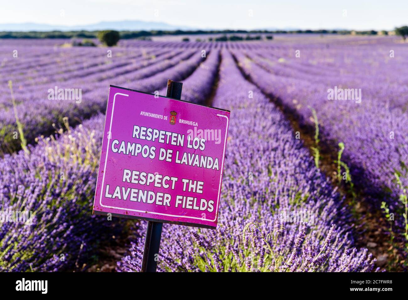Respect the lavender fields hi-res stock photography and images - Alamy