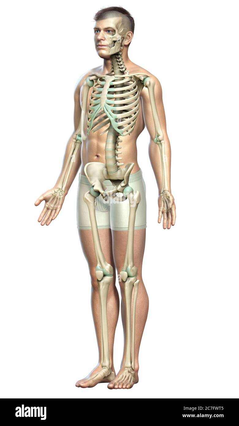3d rendered, medically accurate illustration of a male skeleton system ...