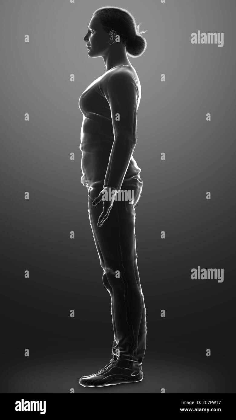 3d rendered illustration of the female body Black and White Stock ...