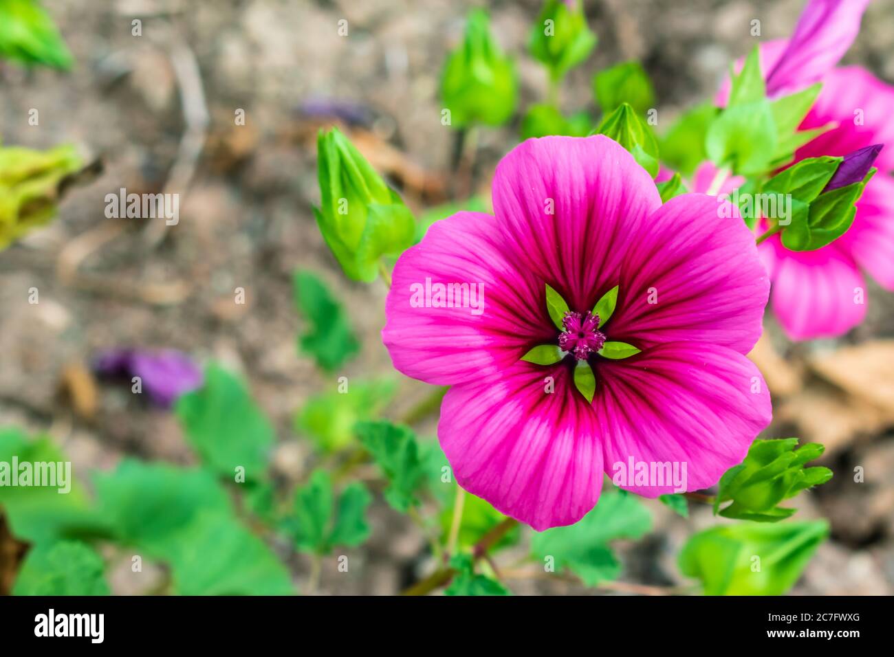 Pink Malva in a field surrounded by flowers and greenery with a blurry ...