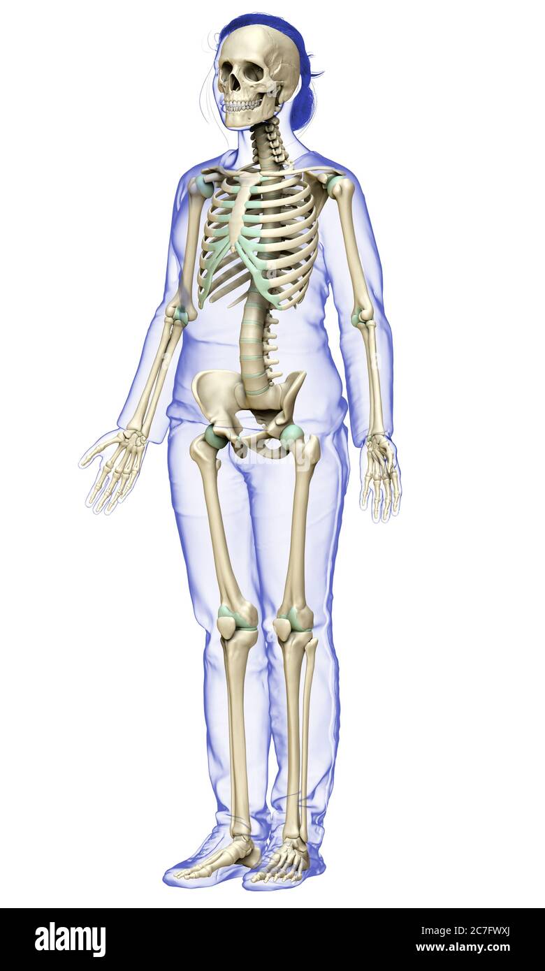 3d rendered, medically accurate illustration of a female skeleton ...