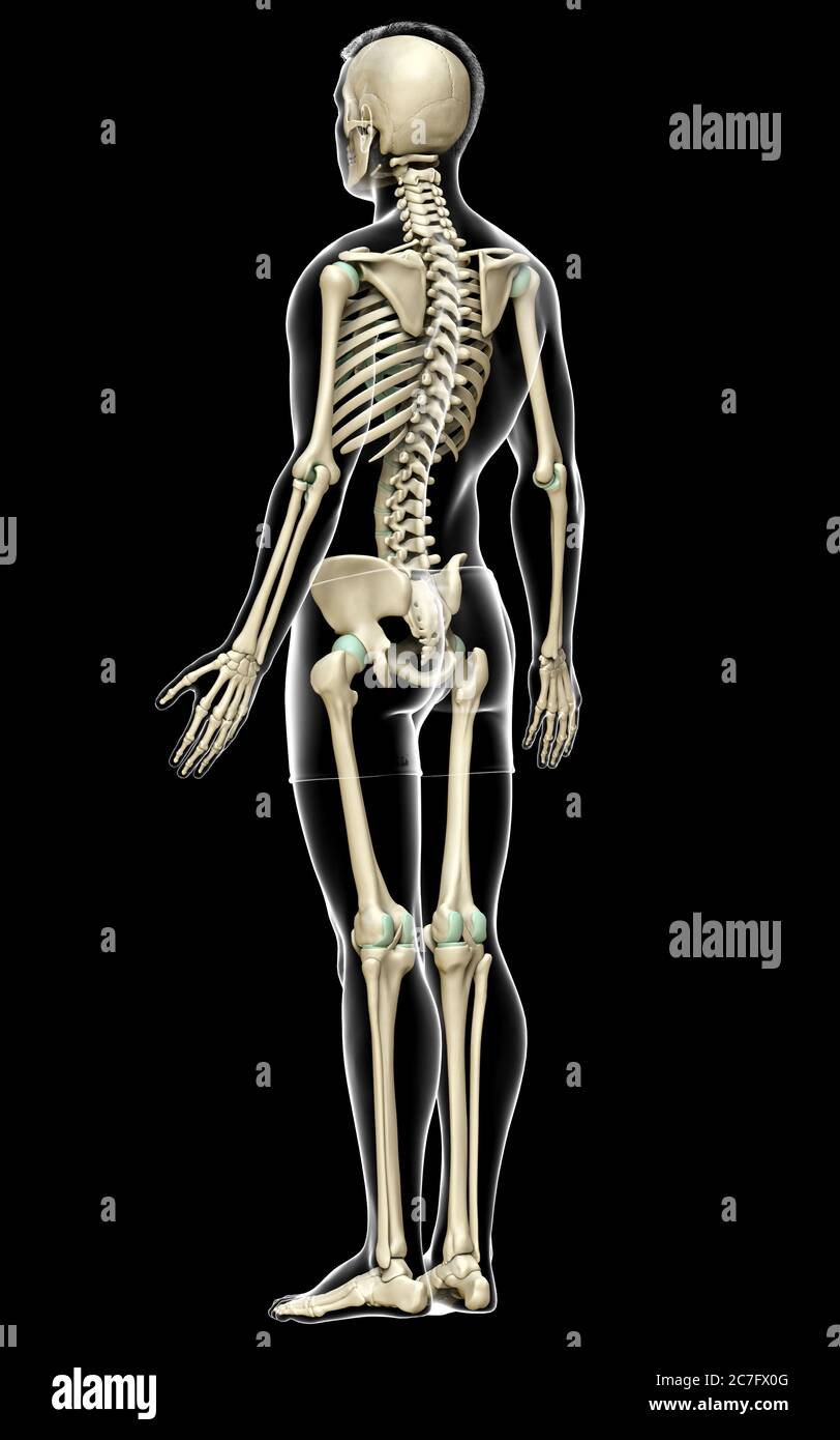 3d rendered, medically accurate illustration of a male skeleton system ...