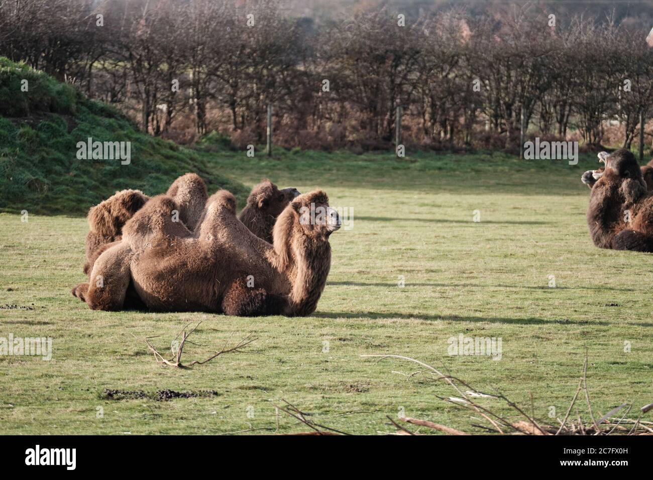 Closeup shot of cute camels sitting in the green valley Stock Photo - Alamy