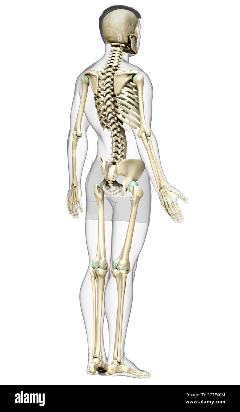 3d rendered, medically accurate illustration of a male skeleton system ...