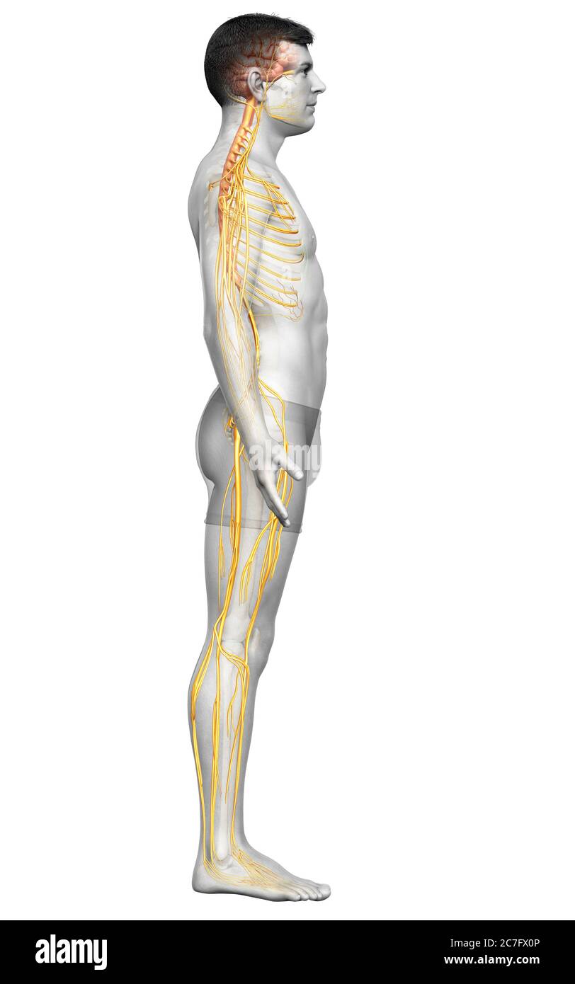 3d rendered medically accurate illustration of a male nervous system ...