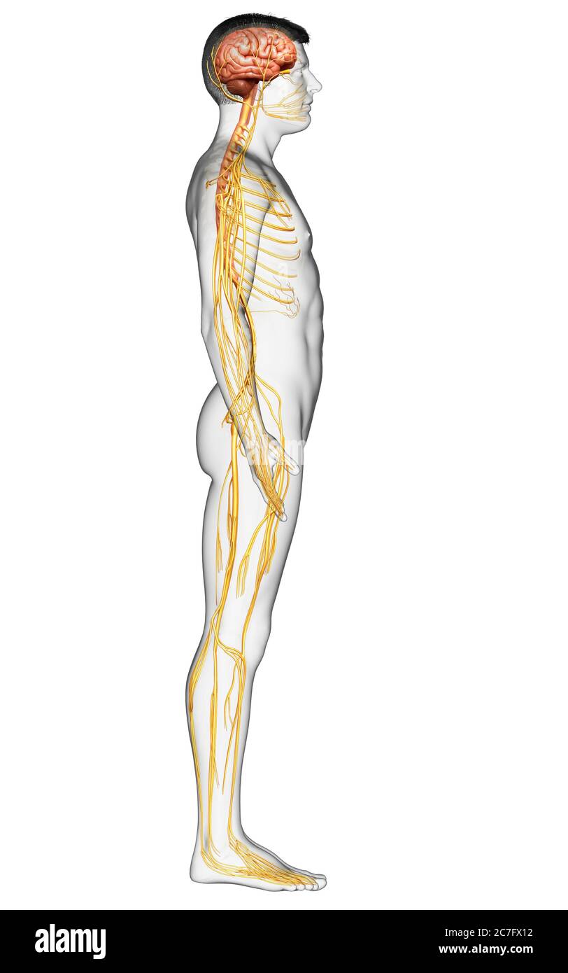 3d rendered medically accurate illustration of a male nervous system ...