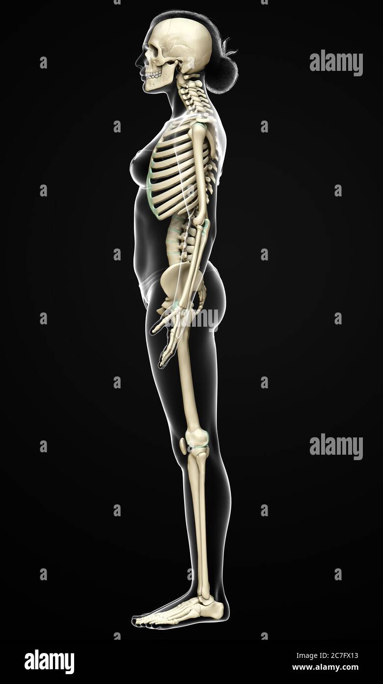 3d rendered, medically accurate illustration of a female skeleton ...
