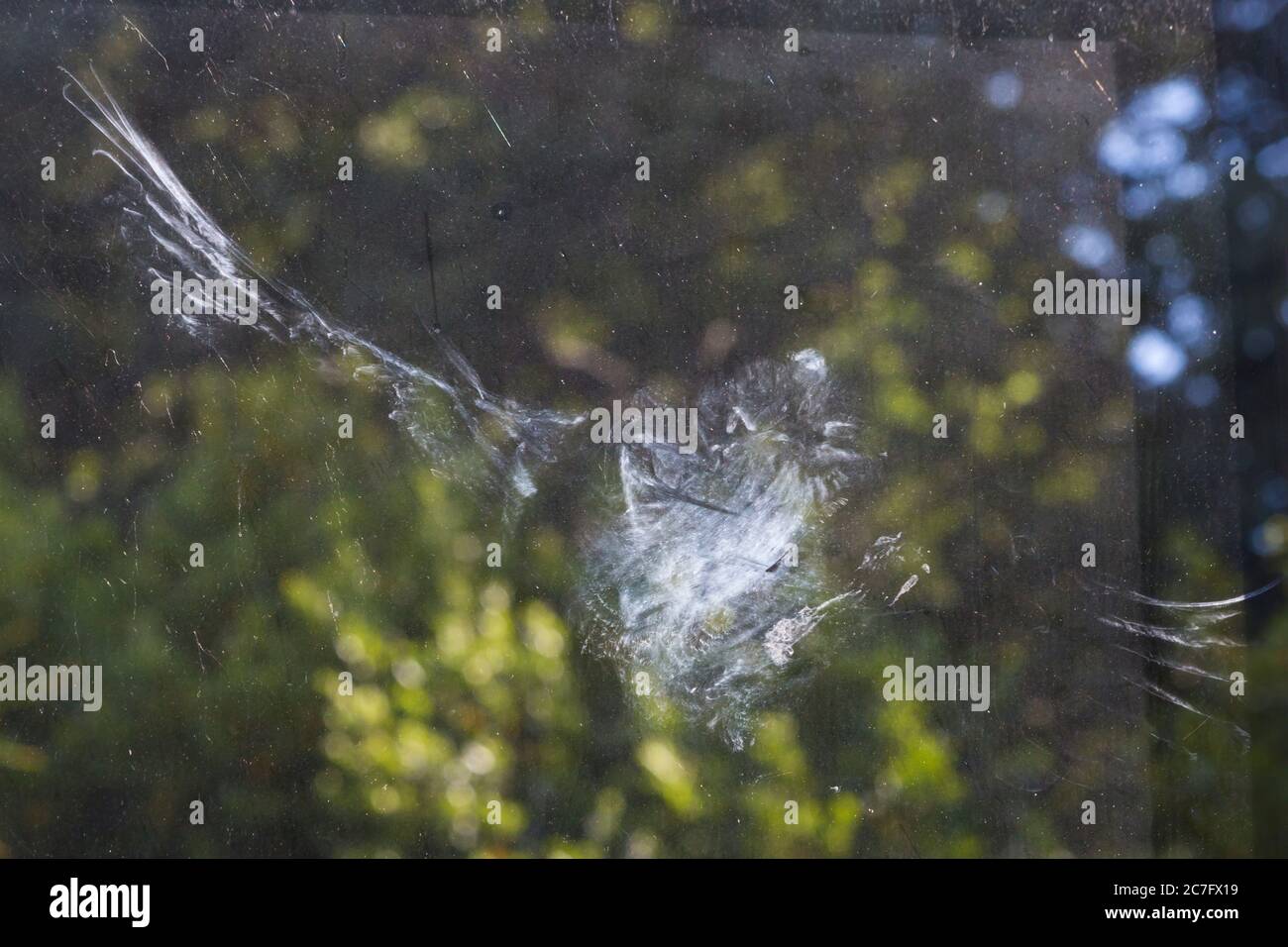 Bird imprint on window hi-res stock photography and images - Alamy
