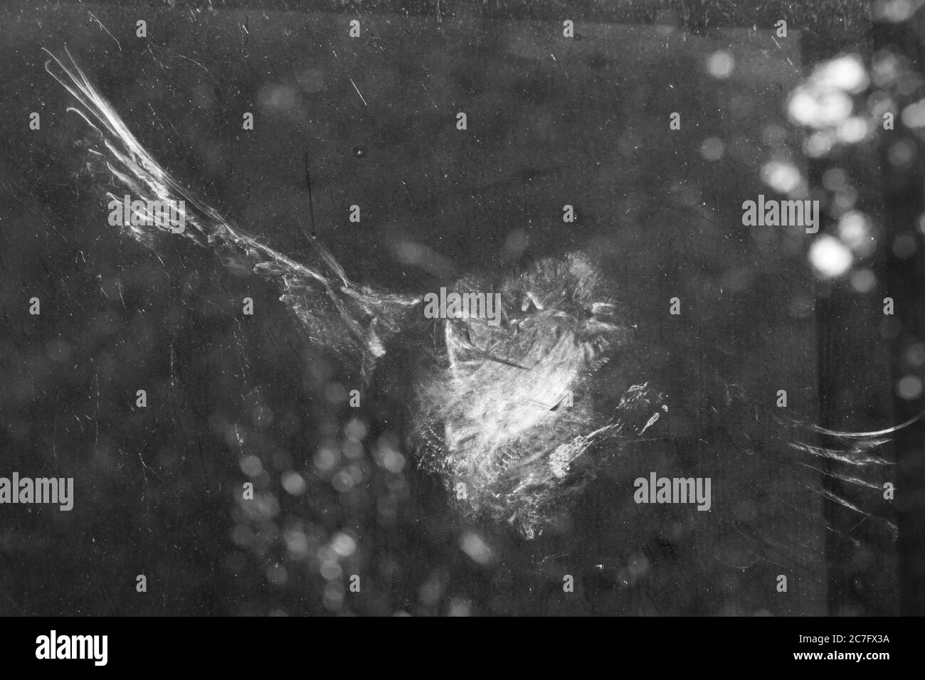 Bird flying into glass Black and White Stock Photos & Images - Alamy