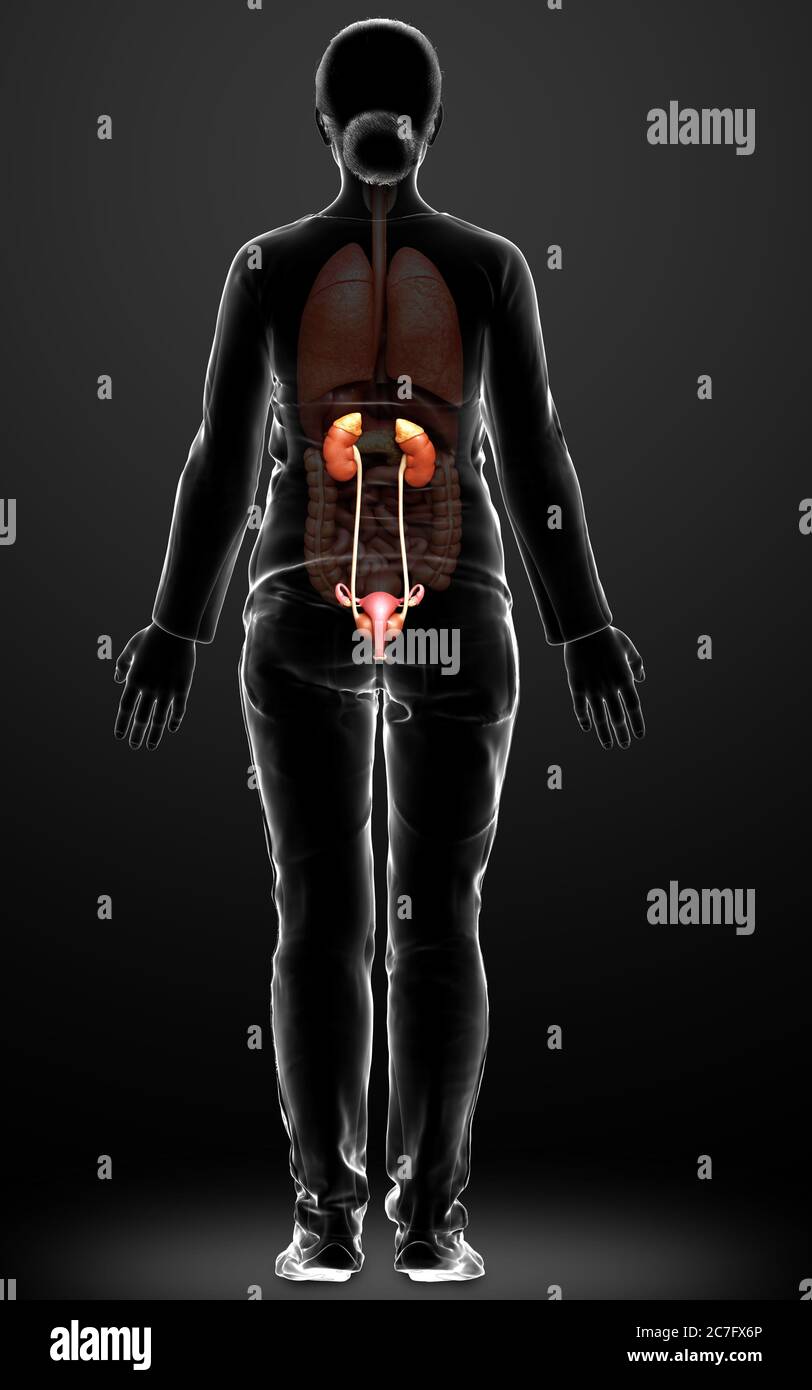 3d rendered, medically accurate illustration of female kidneys Stock ...